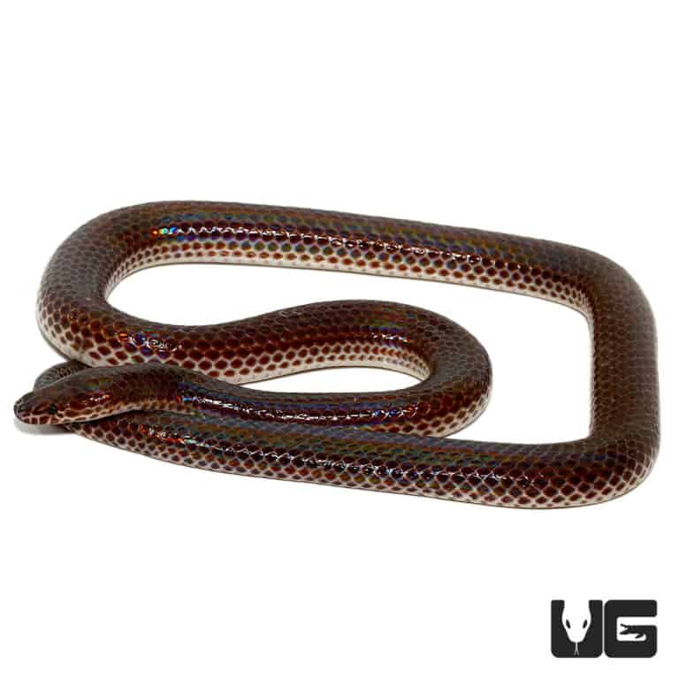 Sunbeam Snakes (Xenopeltis unicolor) For Sale - Underground Reptiles