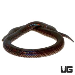 Sunbeam Snakes (Xenopeltis unicolor) For Sale - Underground Reptiles