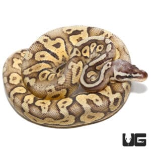 Ball Pythons For Sale - Underground Reptiles