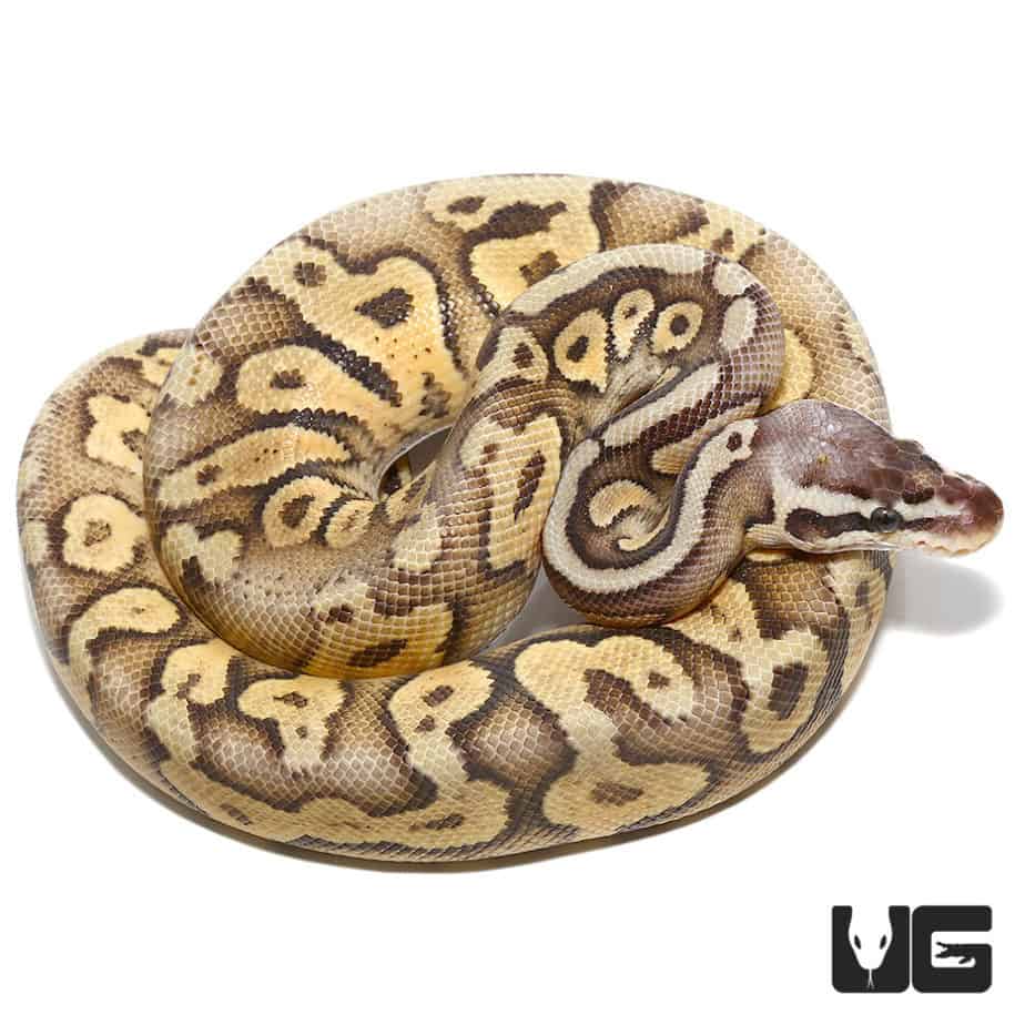 Ball Pythons For Sale - Underground Reptiles