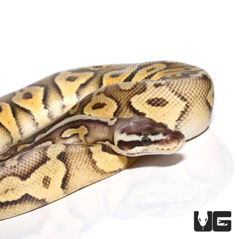 Ball Pythons For Sale - Underground Reptiles