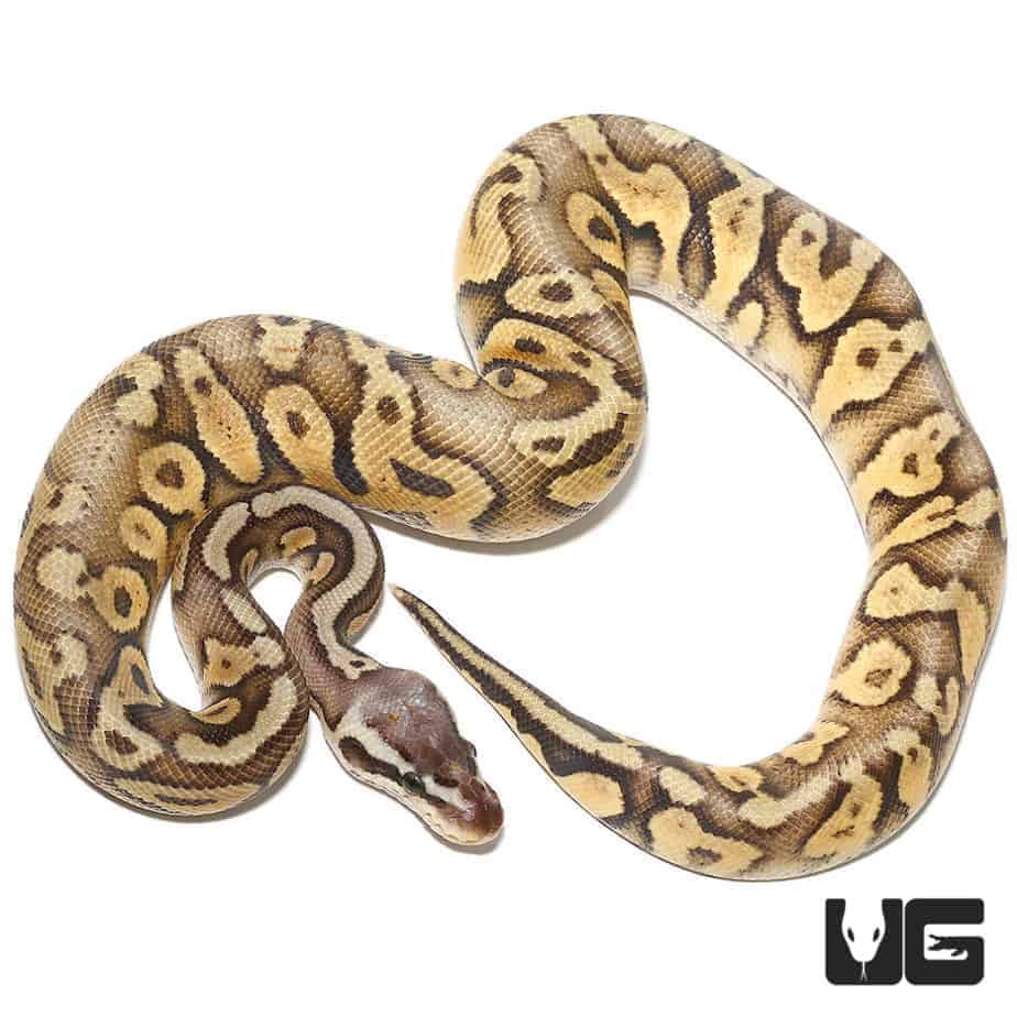 Male Super Pastel Spector Ball Python For Sale - Underground Reptiles