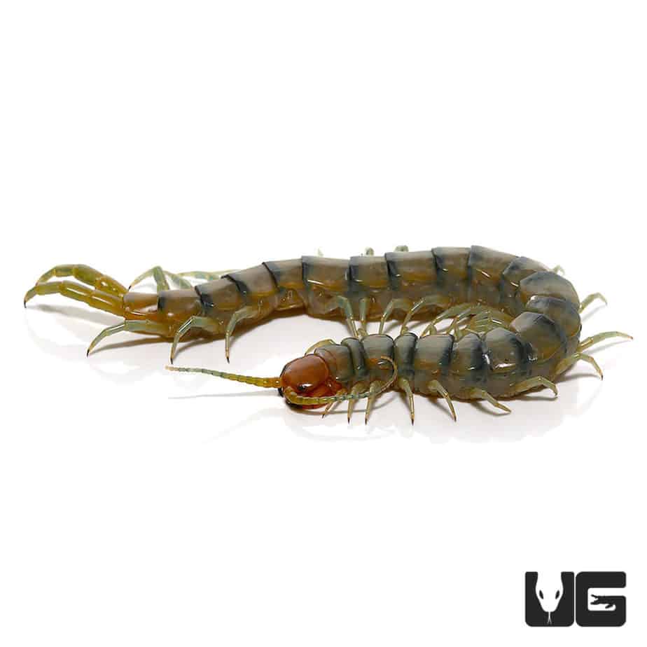 Tiger Centipedes For Sale - Underground Reptiles