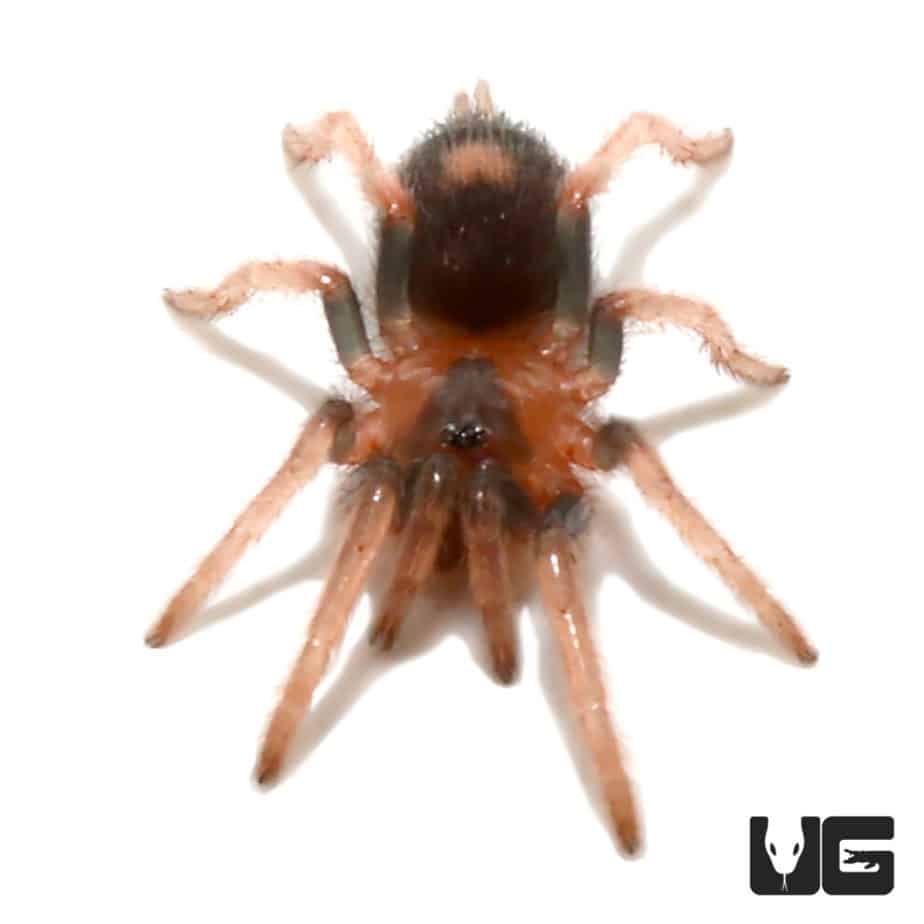 Trinidad Dwarf Tiger Tarantula (Cyriocosmus elegans) For Sale ...
