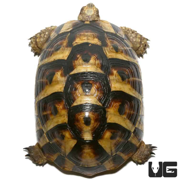 Tunisian Greek Tortoises (Testudo graeca) For Sale - Underground Reptiles