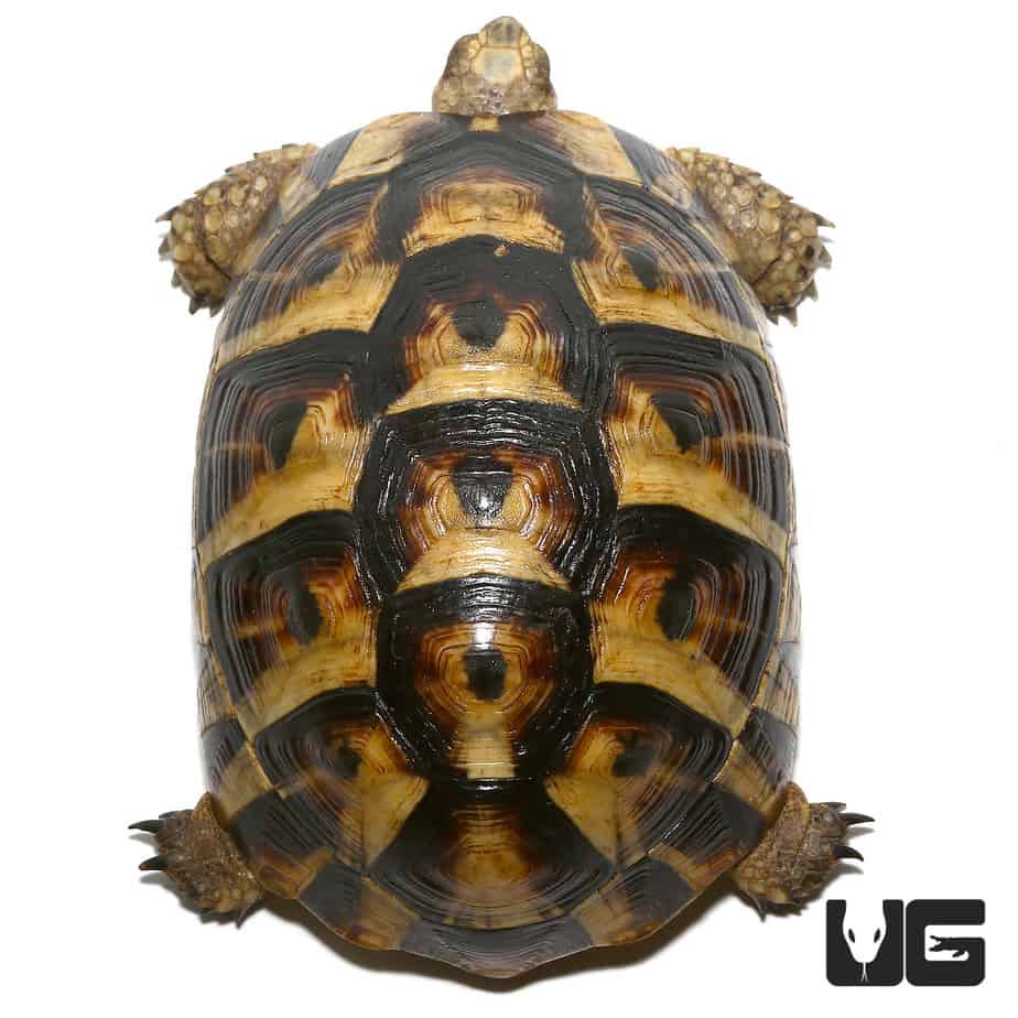 Tunisian Greek Tortoises (Testudo graeca) For Sale - Underground Reptiles