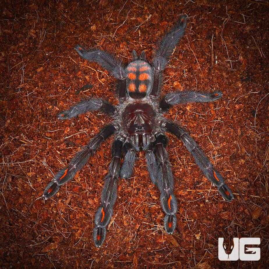 Inverts For Sale - Spiders, Scorpions & More - Underground Reptiles