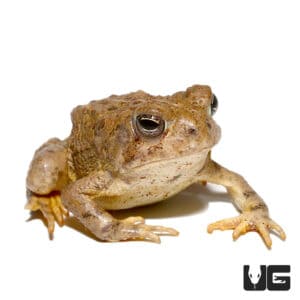 Woodhouse's Toad - Underground Reptiles