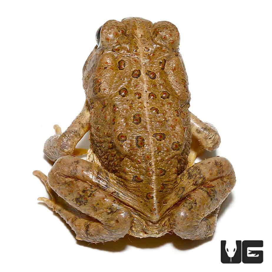 Woodhouse's Toad - Underground Reptiles