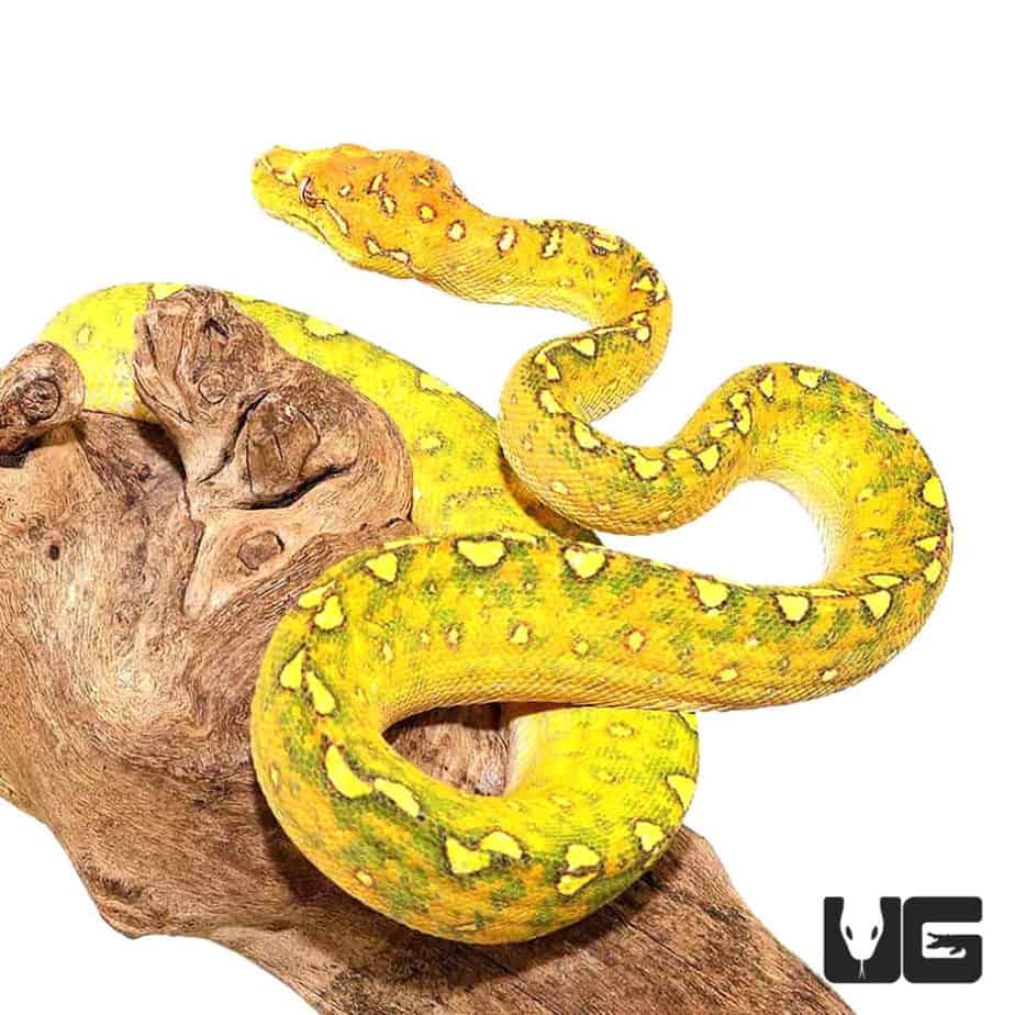 Yearling Biak Green Tree Python (Morelia viridis) For Sale ...