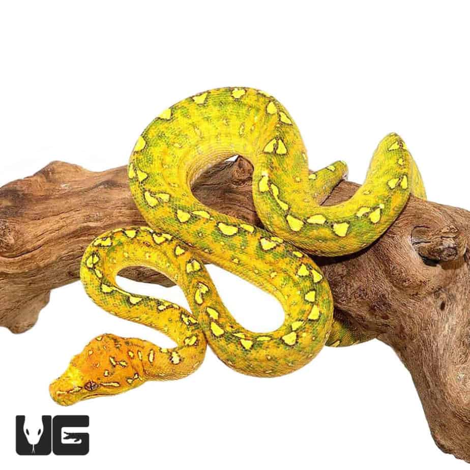 Yearling Biak Green Tree Python (Morelia viridis) For Sale ...