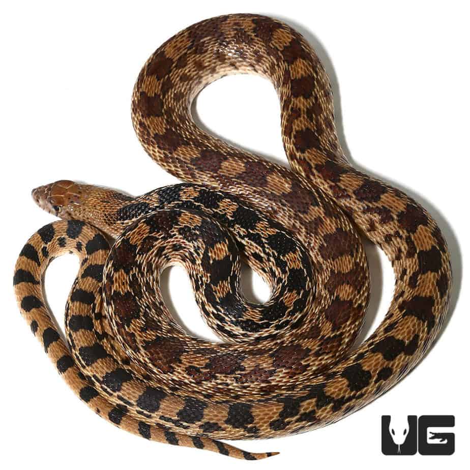 Garter, Gophers, Bull & Pine Snakes For Sale - Underground Reptiles