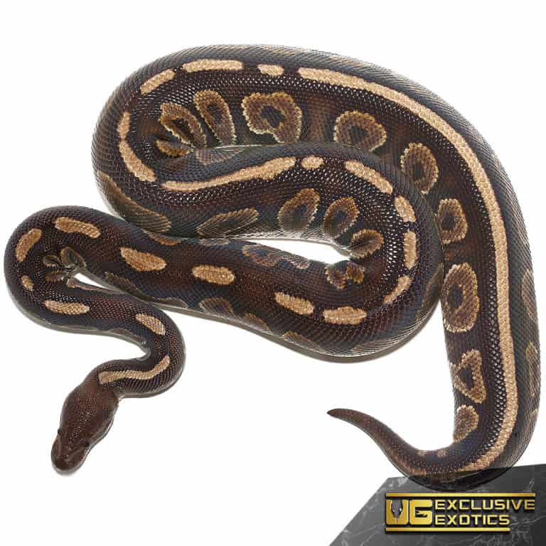 Baby Bamboo Spider Ball Python For Sale - Underground Reptiles