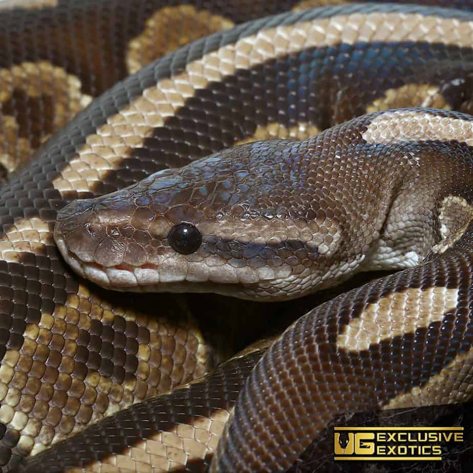 Baby Bamboo Spider Ball Python For Sale - Underground Reptiles