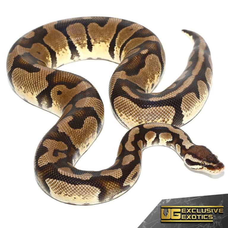 Baby Bamboo Spider Ball Python For Sale - Underground Reptiles