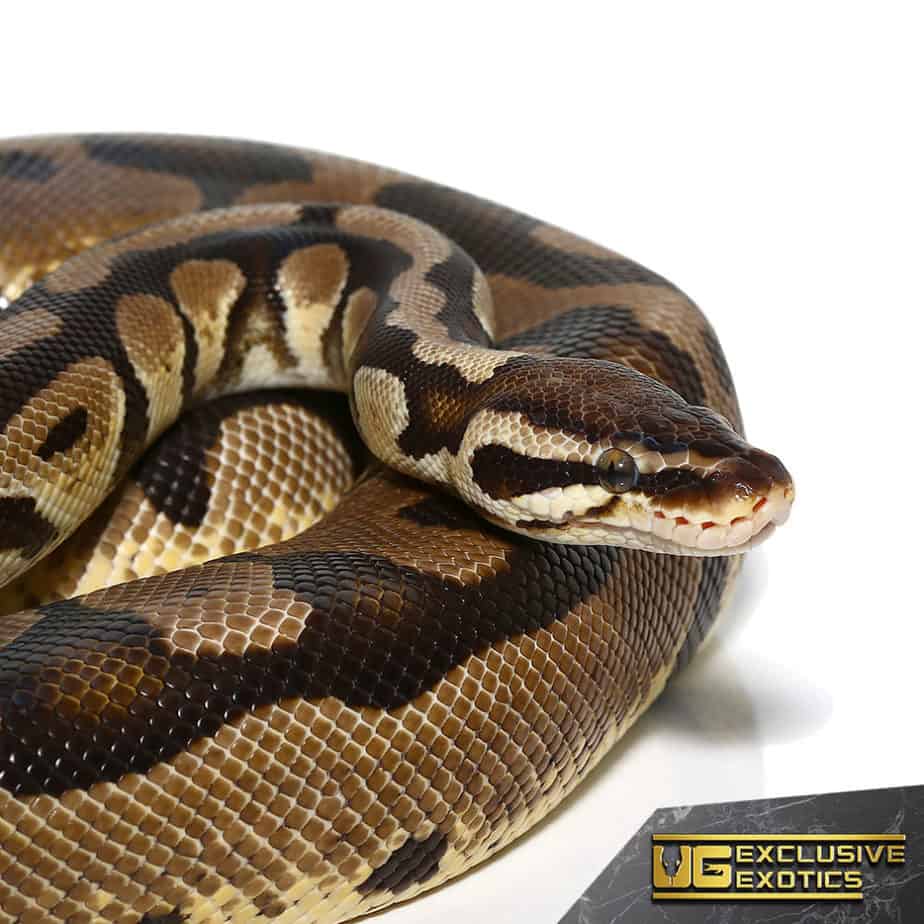 Baby Bamboo Spider Ball Python For Sale - Underground Reptiles