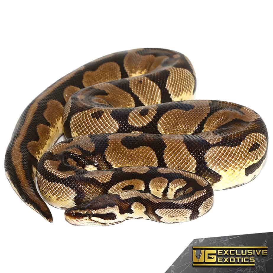Baby Bamboo Spider Ball Python For Sale - Underground Reptiles
