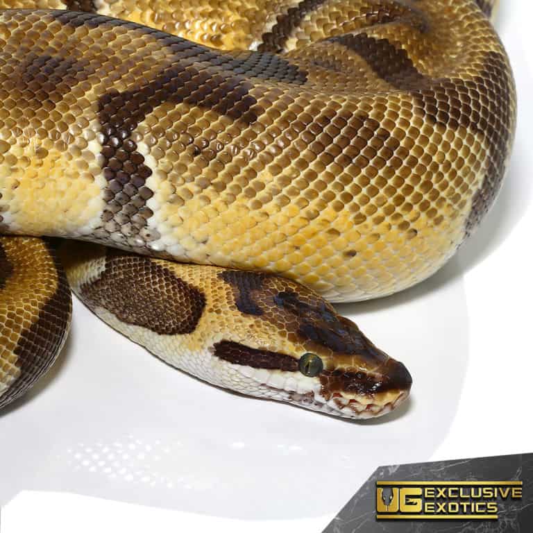 Baby Bamboo Spider Ball Python For Sale - Underground Reptiles