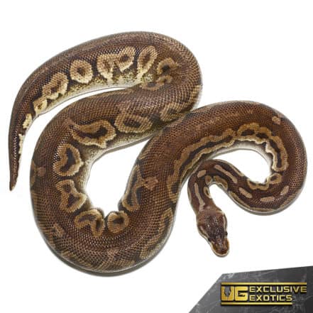 Baby Bamboo Spider Ball Python For Sale - Underground Reptiles