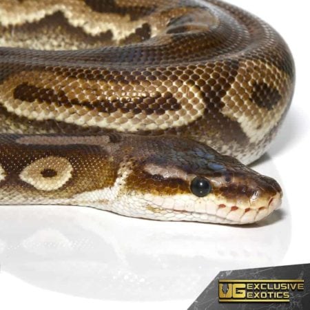 Ball Pythons For Sale - Underground Reptiles