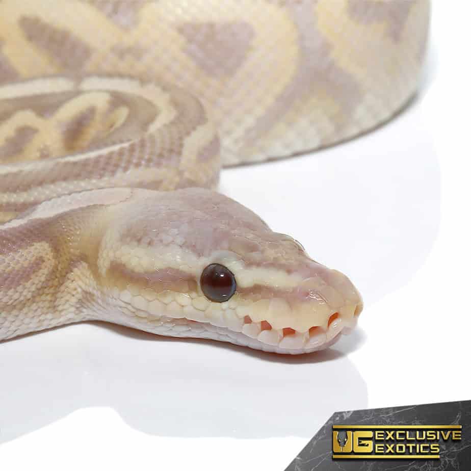 Baby Ball Pythons For Sale - Underground Reptiles
