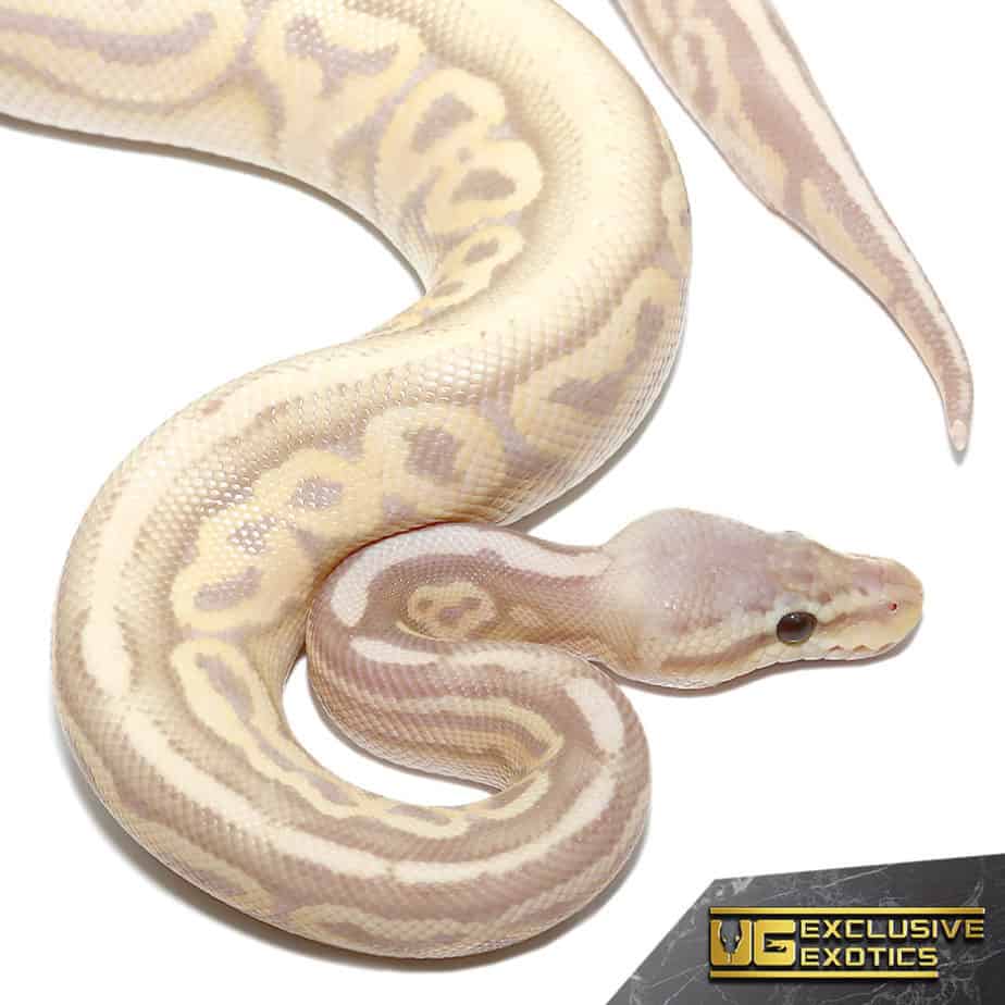 Baby Ball Pythons For Sale - Underground Reptiles