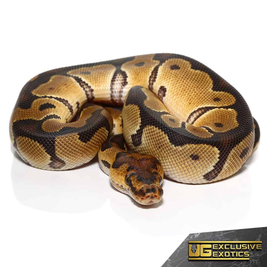 Ball Pythons For Sale - Underground Reptiles