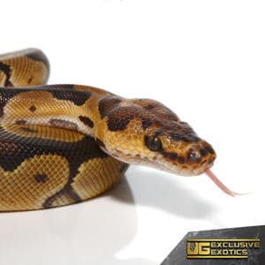 Ball Pythons For Sale - Underground Reptiles