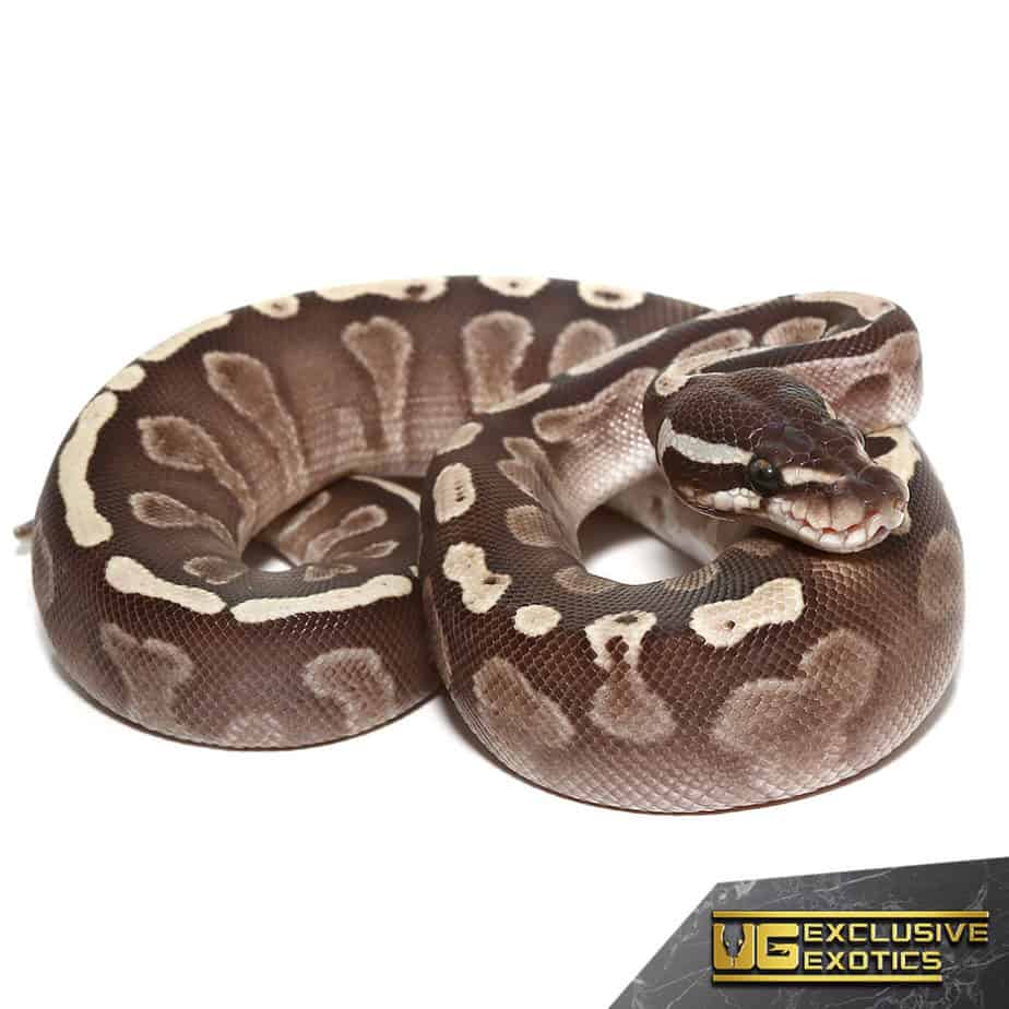 Baby GHI Lesser Ball Python (Python regius) For Sale - Underground Reptiles