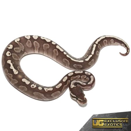 Baby GHI Lesser Ball Python (Python regius) For Sale - Underground Reptiles