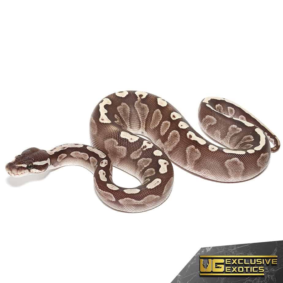 Baby GHI Lesser Ball Python (Python regius) For Sale - Underground Reptiles