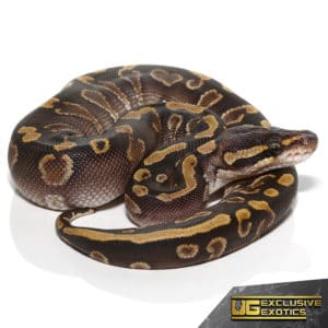 Ball Pythons For Sale - Underground Reptiles