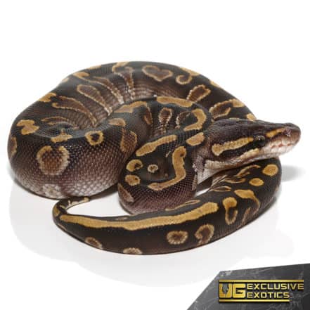 New Reptiles & Amphibians - Underground Reptiles