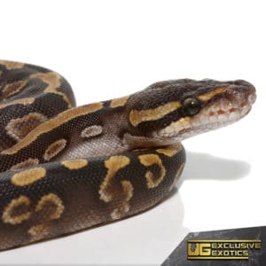 Ball Pythons For Sale - Underground Reptiles