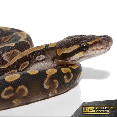 Ball Pythons For Sale - Underground Reptiles