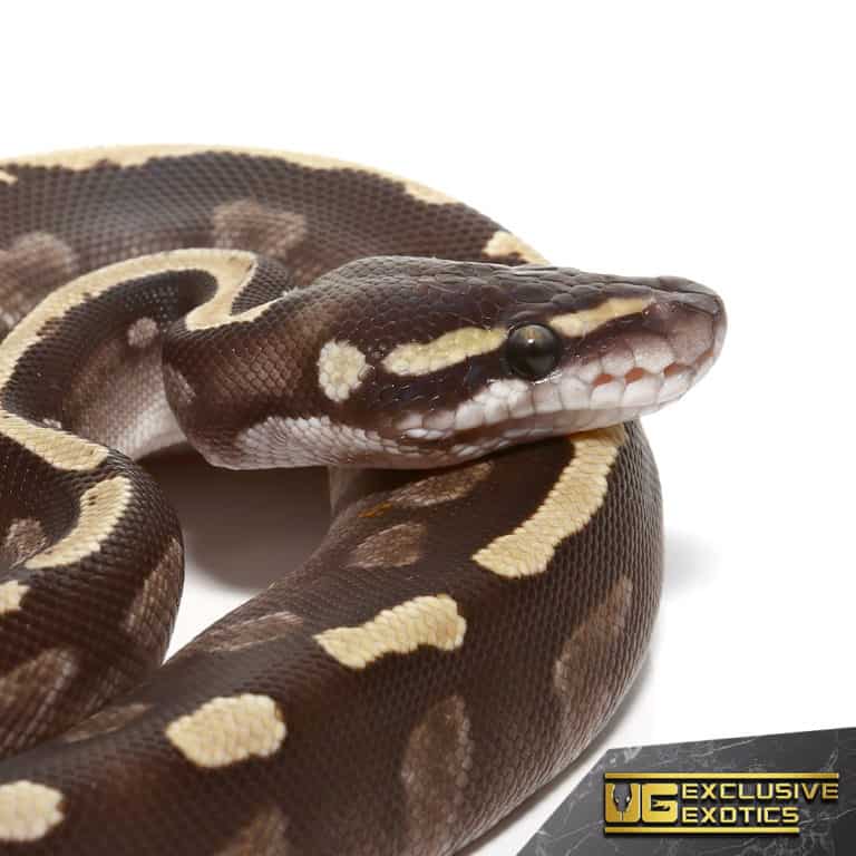 Baby Ball Pythons For Sale - Underground Reptiles