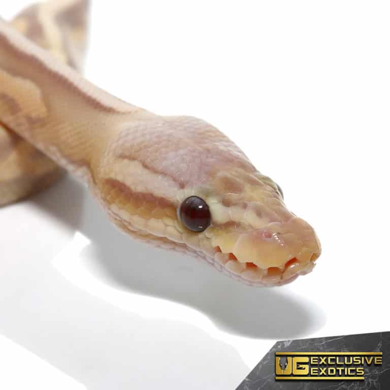 Baby Pastel Yellowbelly Banana Cinnamon Ball Python (Python regius) For Sale - Underground Reptiles