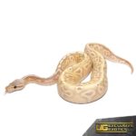 Baby Pastel Yellowbelly Banana Cinnamon Ball Python (Python regius) For ...