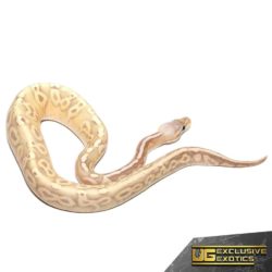 Baby Pastel Yellowbelly Banana Cinnamon Ball Python (Python regius) For ...