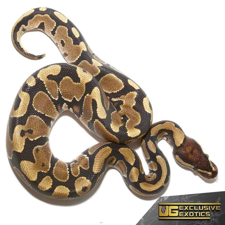 Baby Ball Pythons For Sale - Underground Reptiles