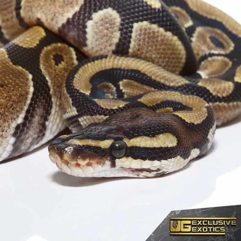 Ball Pythons For Sale - Underground Reptiles