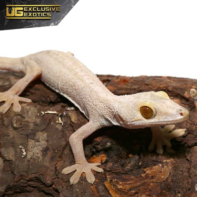 Other Geckos For Sale - Underground Reptiles