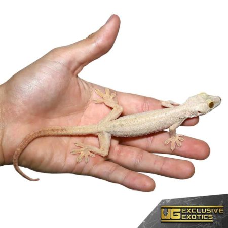 White Lined Geckos For Sale - Underground Reptiles