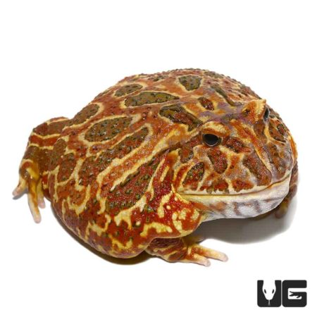 Brown Pacman Frogs For Sale - Underground Reptiles
