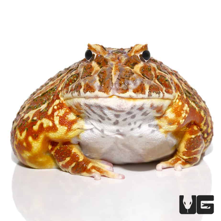 Brown Pacman Frogs For Sale - Underground Reptiles