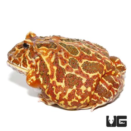 Brown Pacman Frogs For Sale - Underground Reptiles