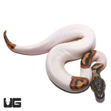 Baby Pied Ball Pythons (Python regius) For Sale - Underground Reptiles