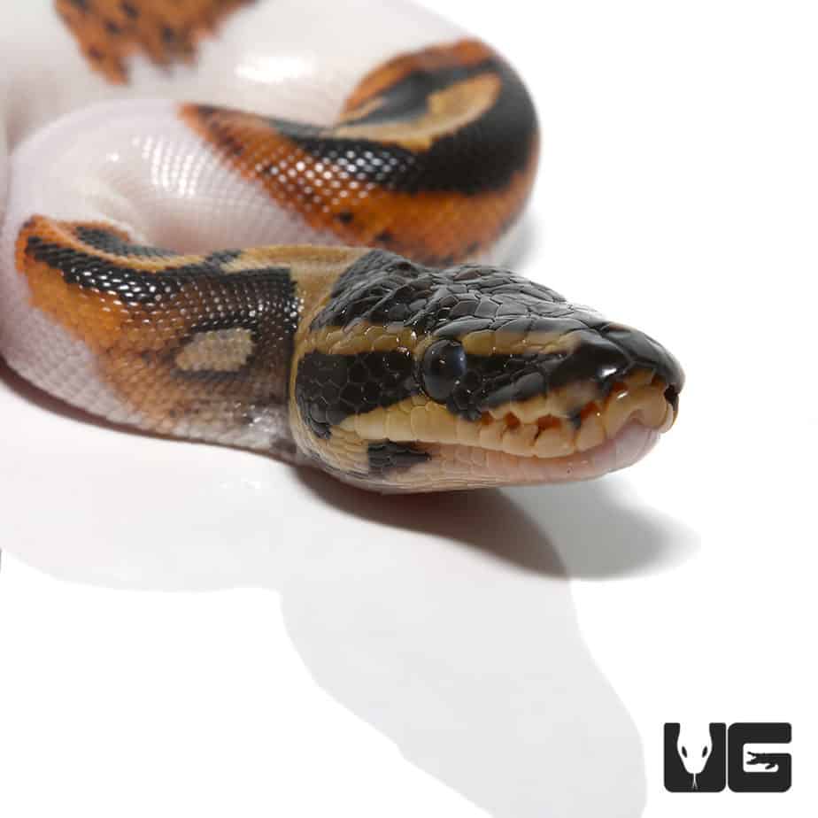 Ball Pythons For Sale - Underground Reptiles