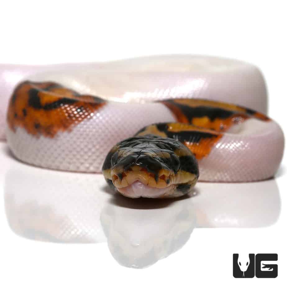 Baby Pied Ball Pythons (Python regius) For Sale - Underground Reptiles