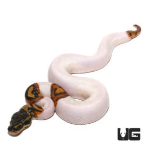 Baby Pied Ball Pythons (Python regius) For Sale - Underground Reptiles